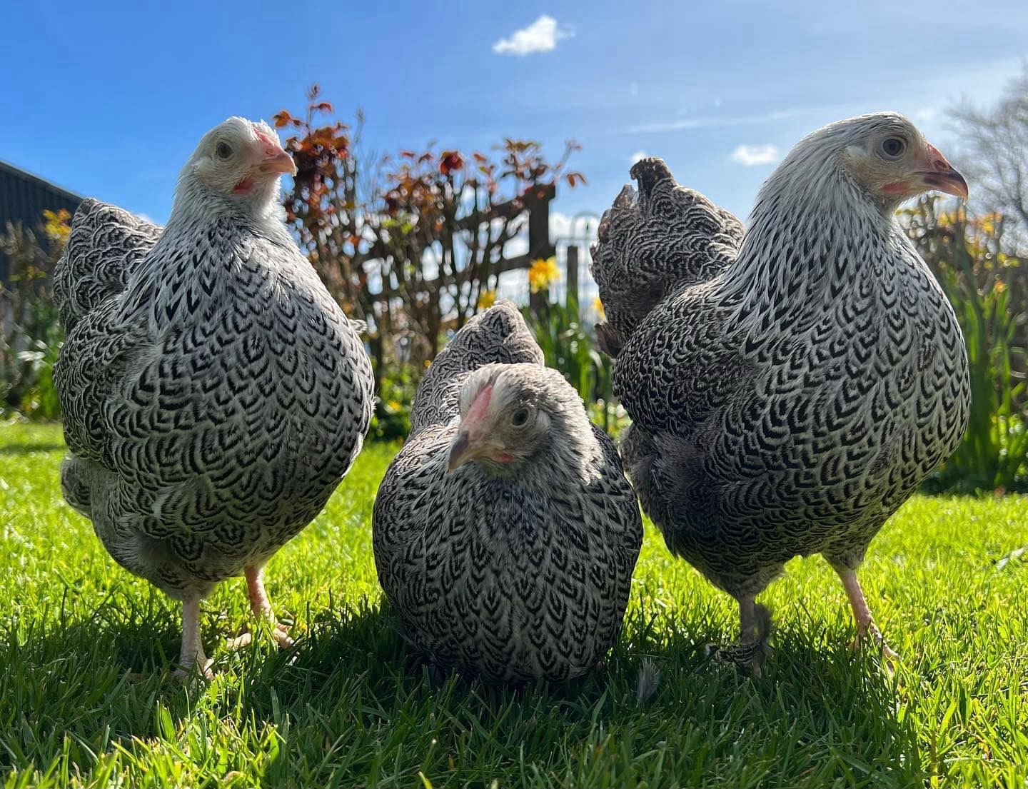 Plas Poultry & Farm Toys - Bantams