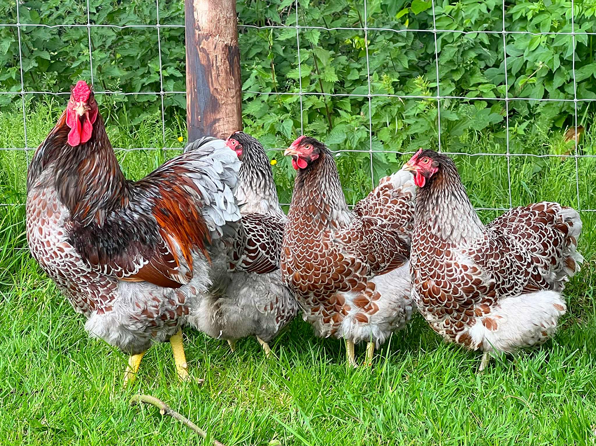 Plas Poultry & Farm Toys - Large Fowl