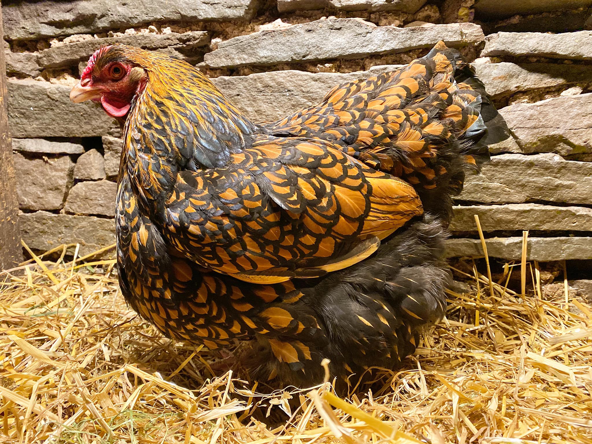 Plas Poultry & Farm Toys - Large Fowl