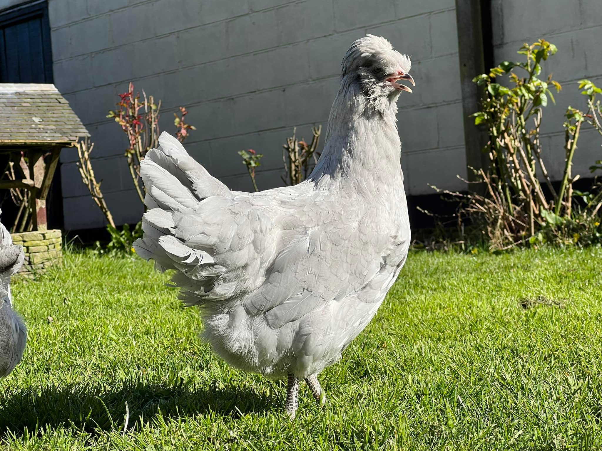 Plas Poultry & Farm Toys - Large Fowl